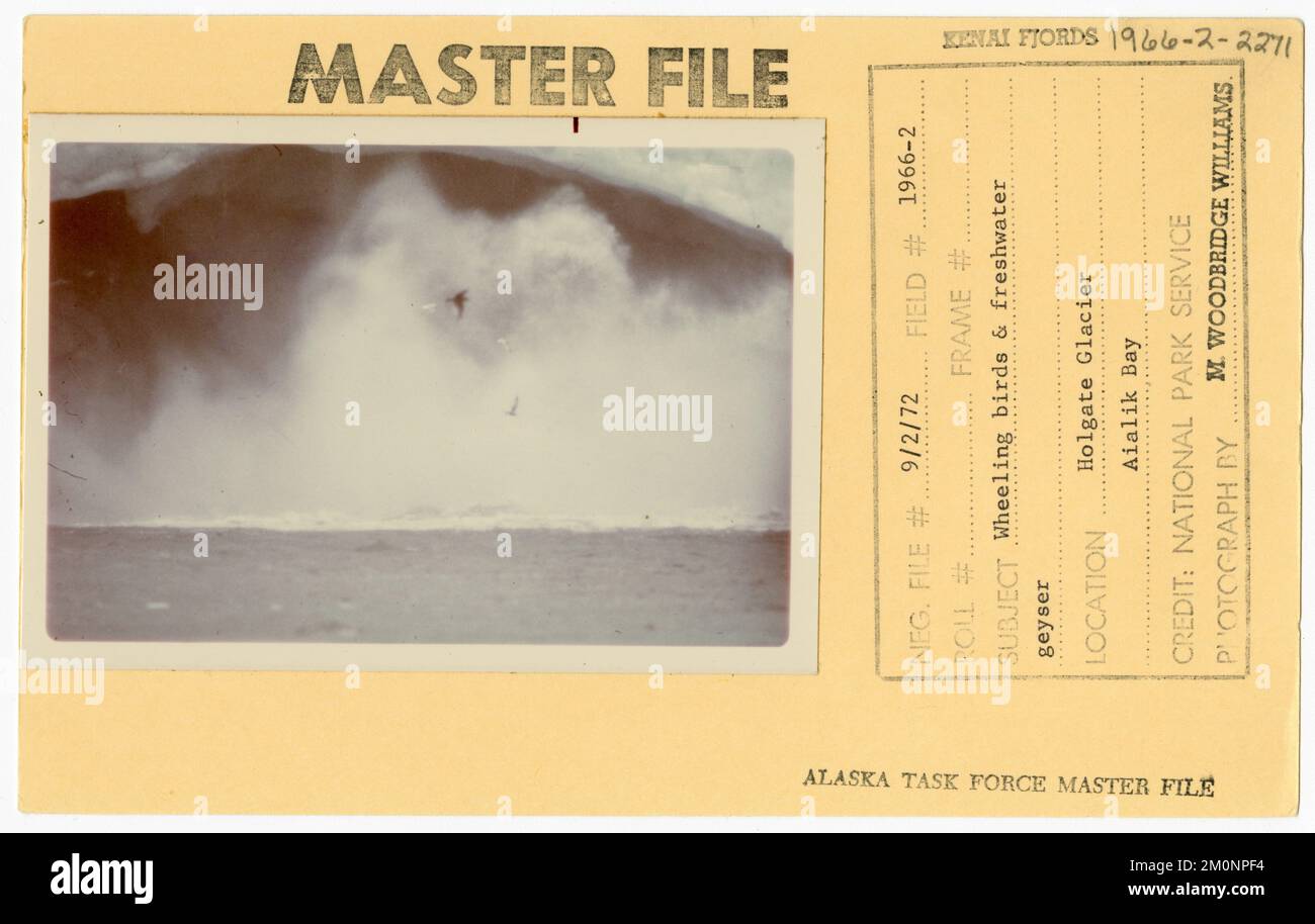 Wheeling birds Cut Out Stock Images & Pictures - Alamy