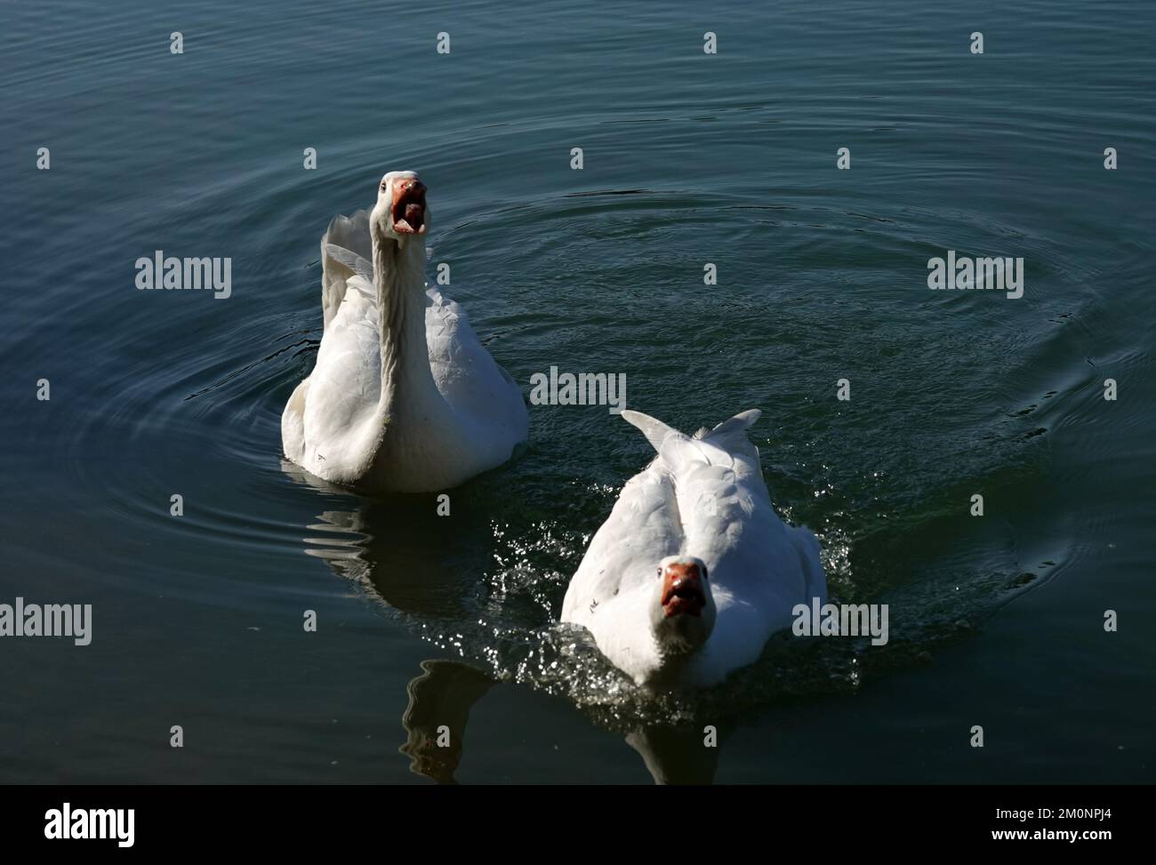 Two domestic geese living in the wild. Emden geese attacking. Human go ...