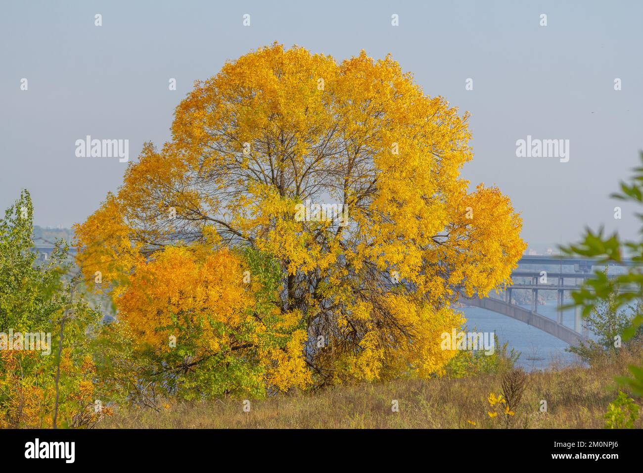 Tree bridge season landscape hi-res stock photography and images - Alamy