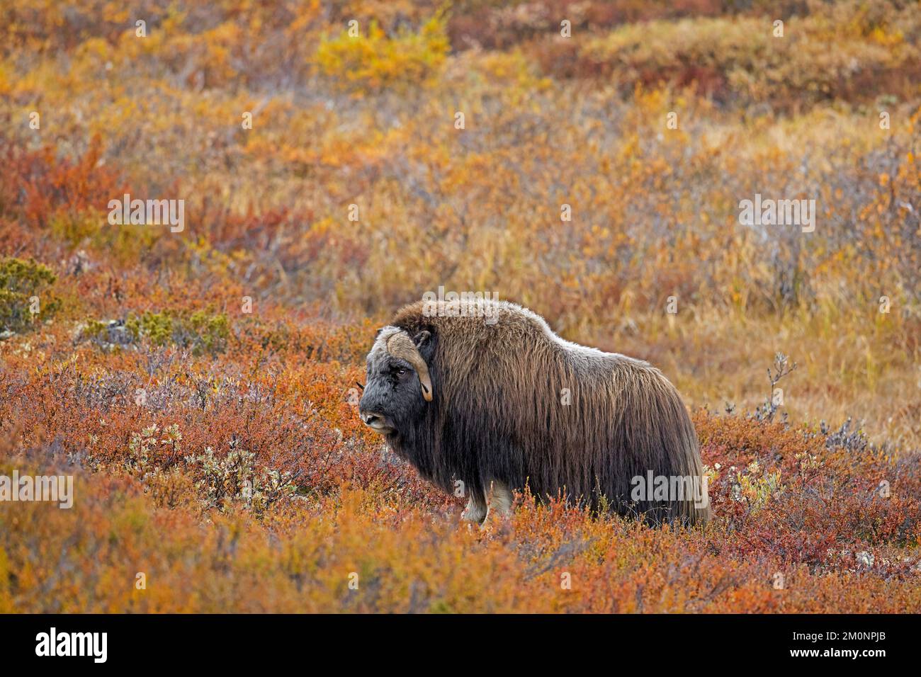 Muskox (Ovibos moschatus) solitary bull / male on the tundra in autumn ...