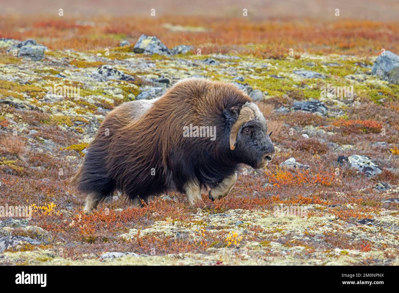 Muskox (Ovibos moschatus) solitary bull / male on the tundra in autumn / fall, Dovrefjell ...