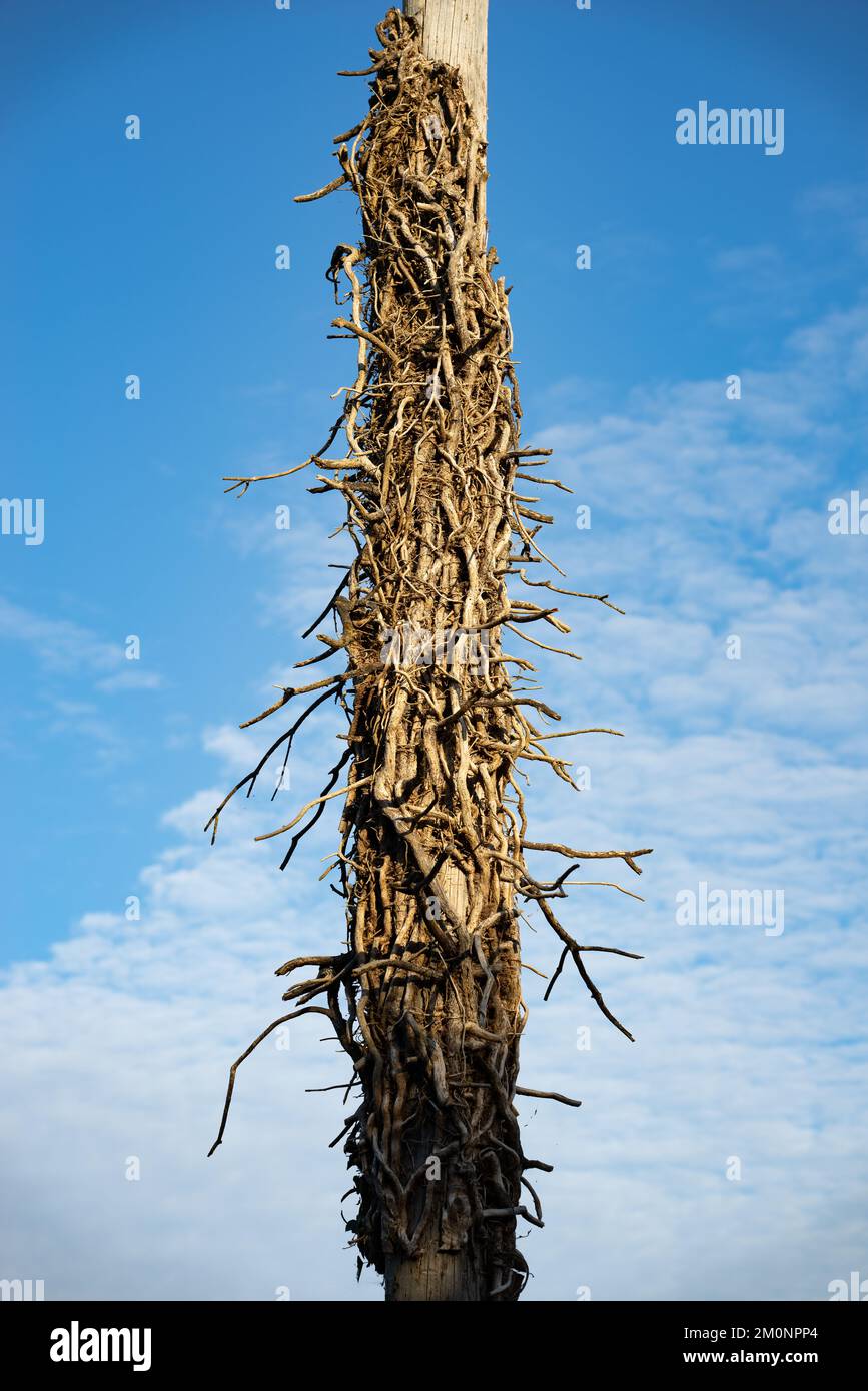 Vine maintenance hi-res stock photography and images - Alamy