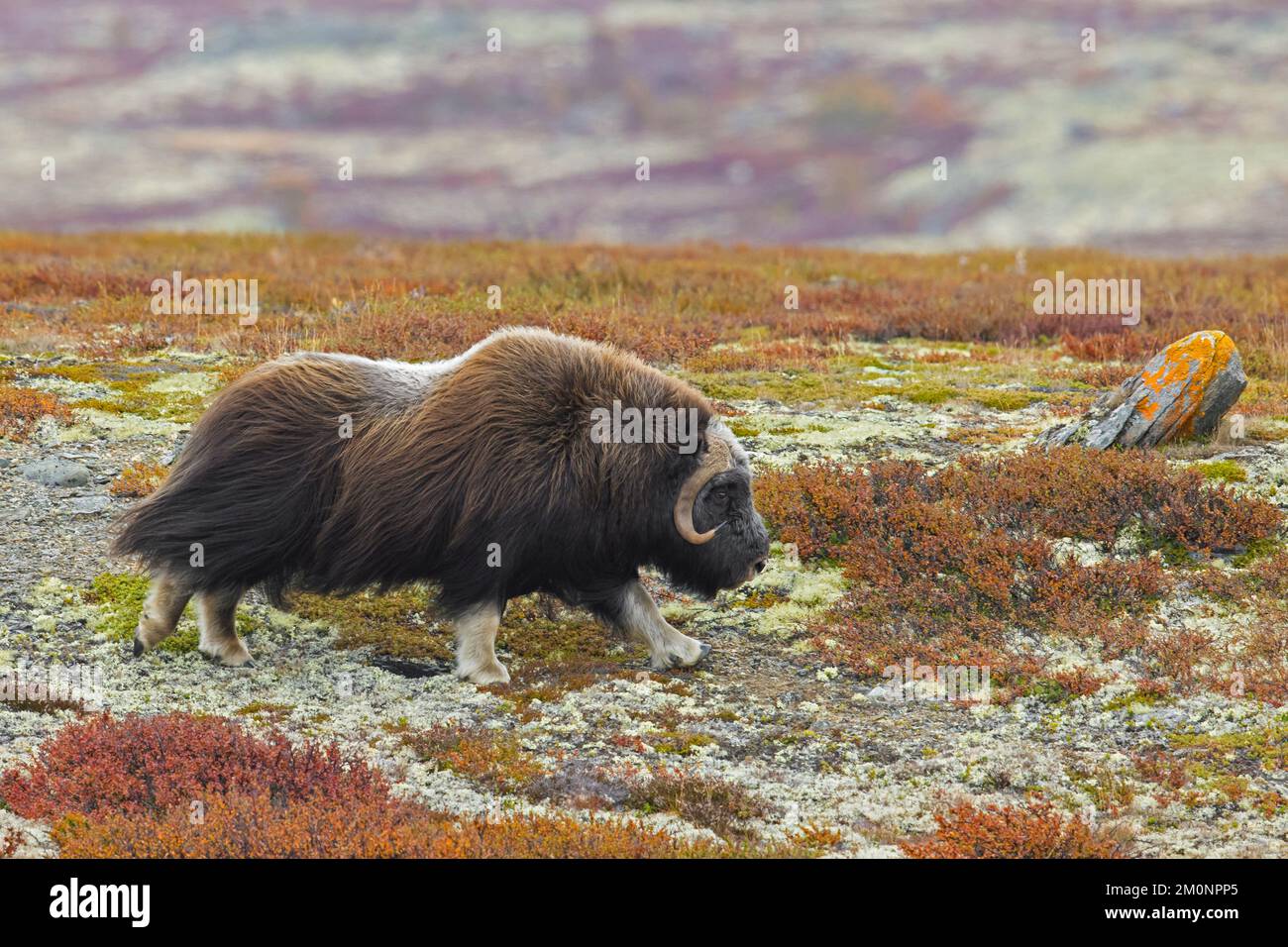 Muskox (Ovibos moschatus) solitary bull / male on the tundra in autumn ...