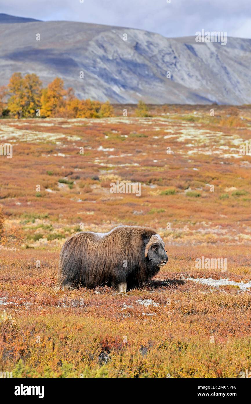 Muskox (Ovibos moschatus) solitary bull / male on the tundra in autumn / fall, Dovrefjell ...