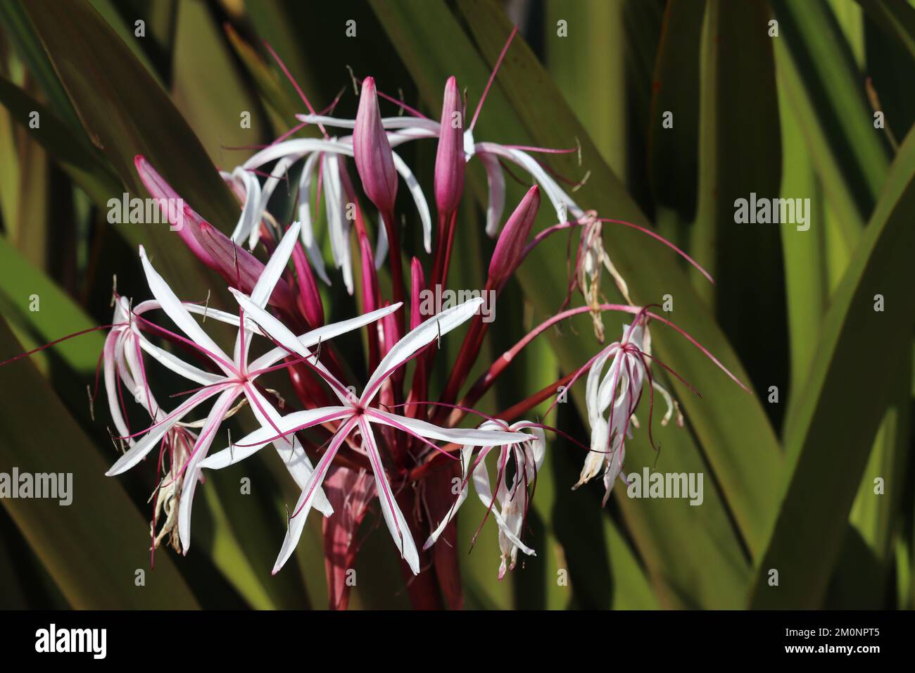 Closeup crinum hi-res stock photography and images - Alamy