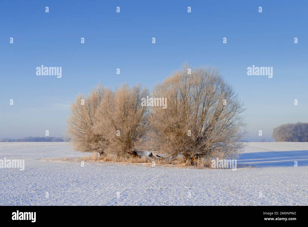 White willows (Salix alba) with bare branches covered in white frost in ...