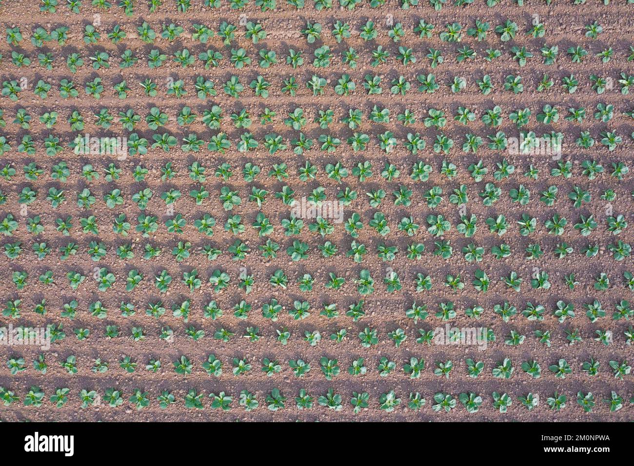 Aerial view over white cabbage field showing rows of Dutch cabbages ...