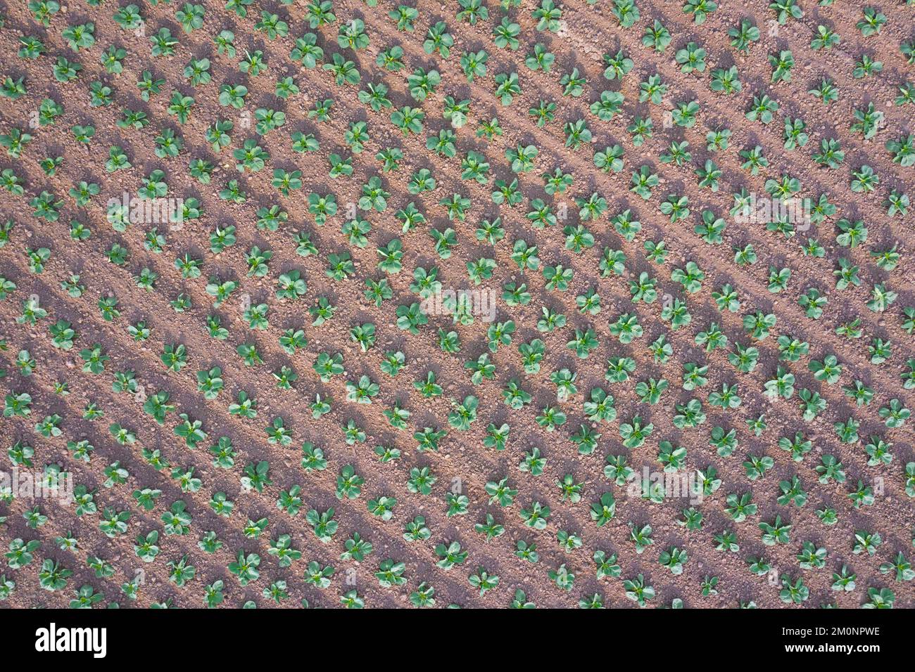 Aerial view over white cabbage field showing rows of Dutch cabbages ...