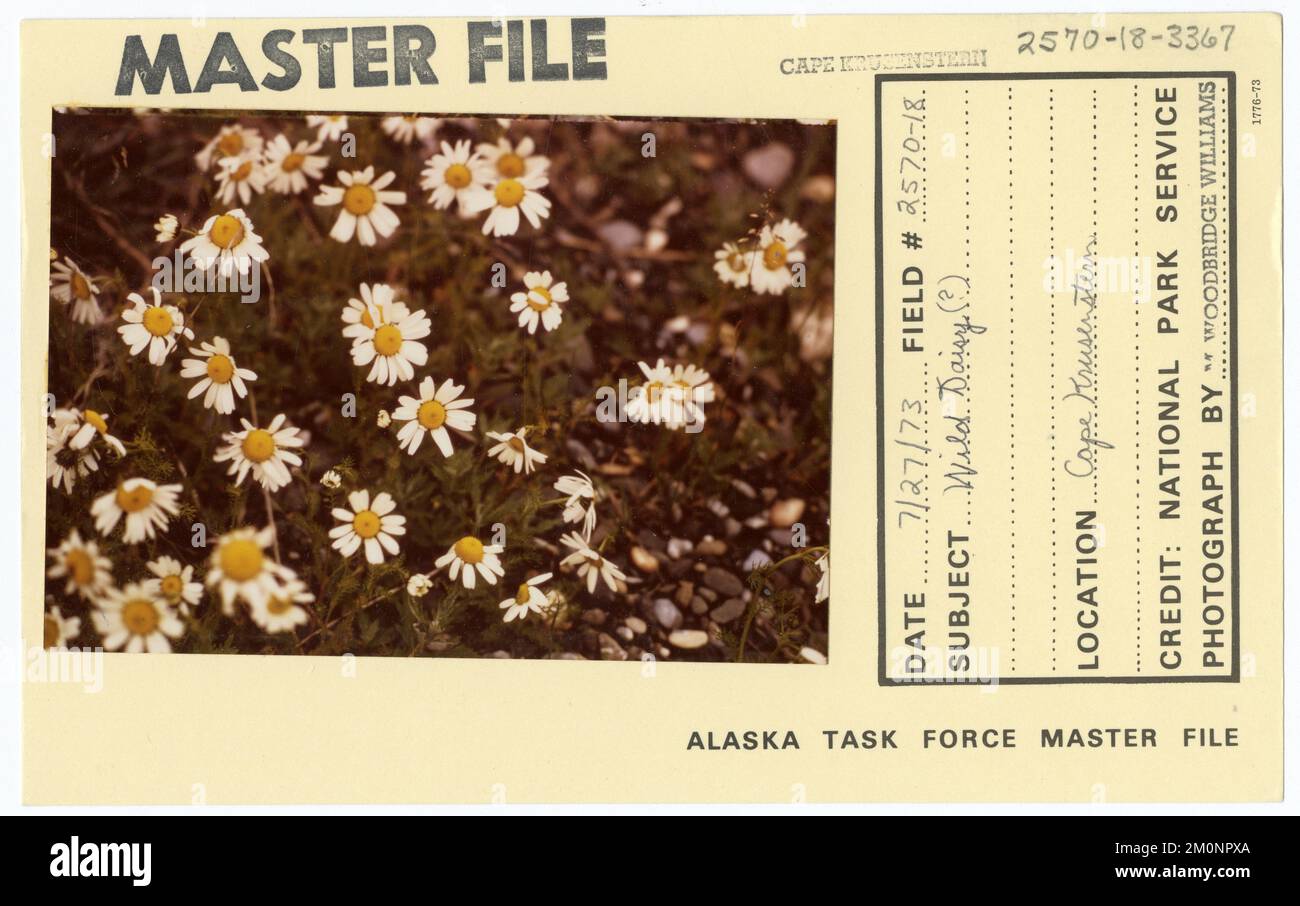 Wild daisy?. Alaska Task Force Photographs Stock Photo - Alamy