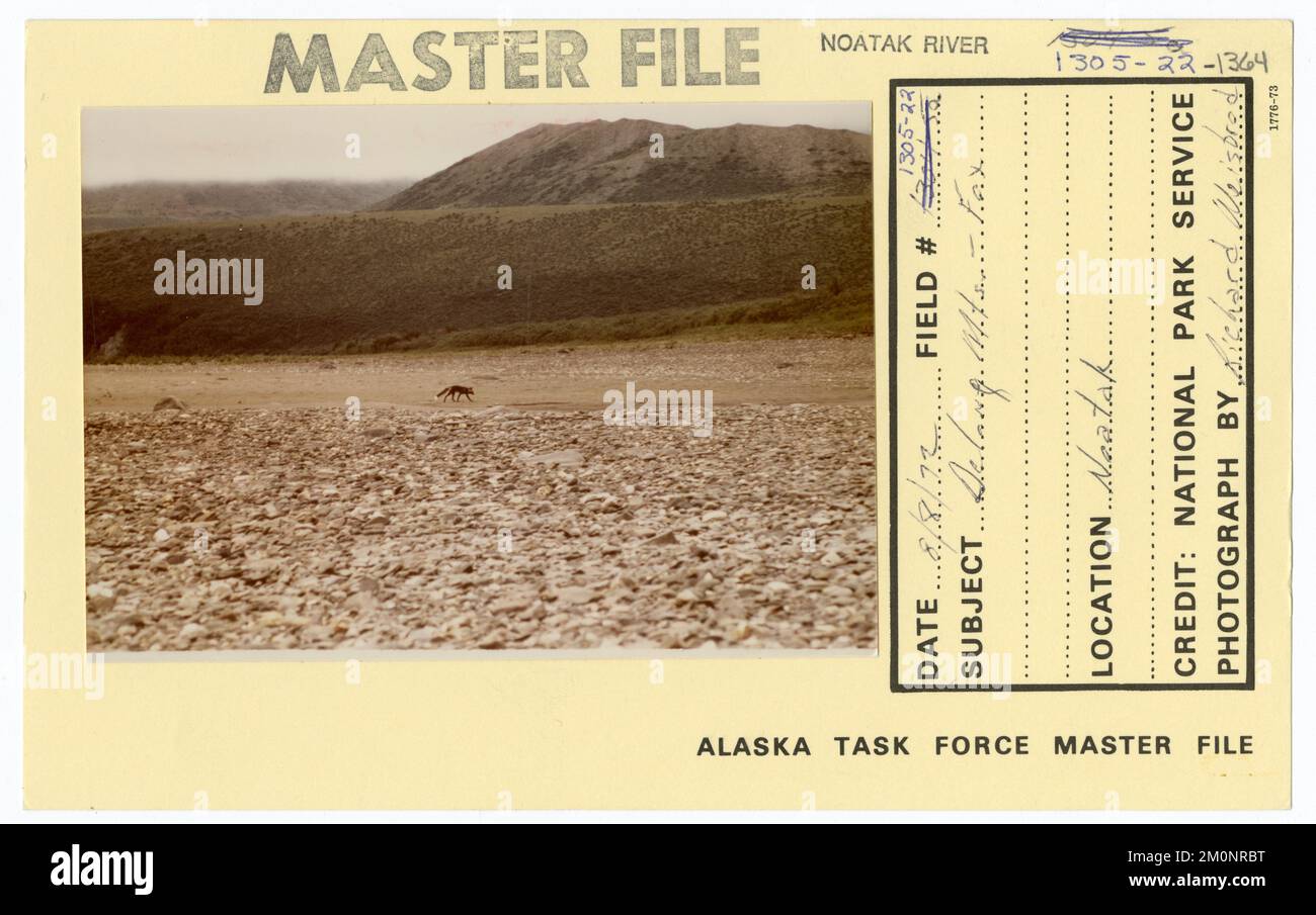 DeLong Mountains - fox. Alaska Task Force Photographs Stock Photo - Alamy