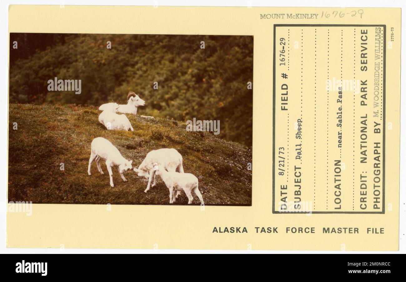 Dall sheep. Alaska Task Force Photographs Stock Photo - Alamy