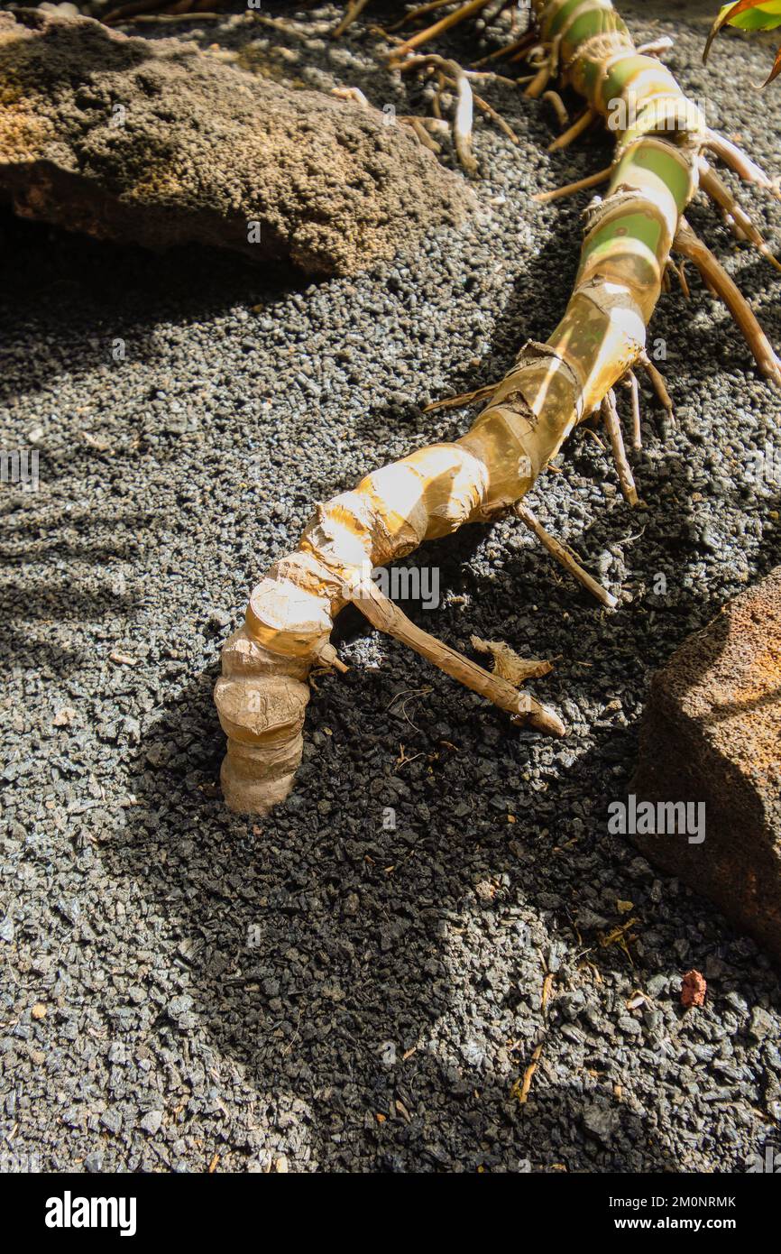 Detail of the roots of Monstera deliciosa Stock Photo - Alamy