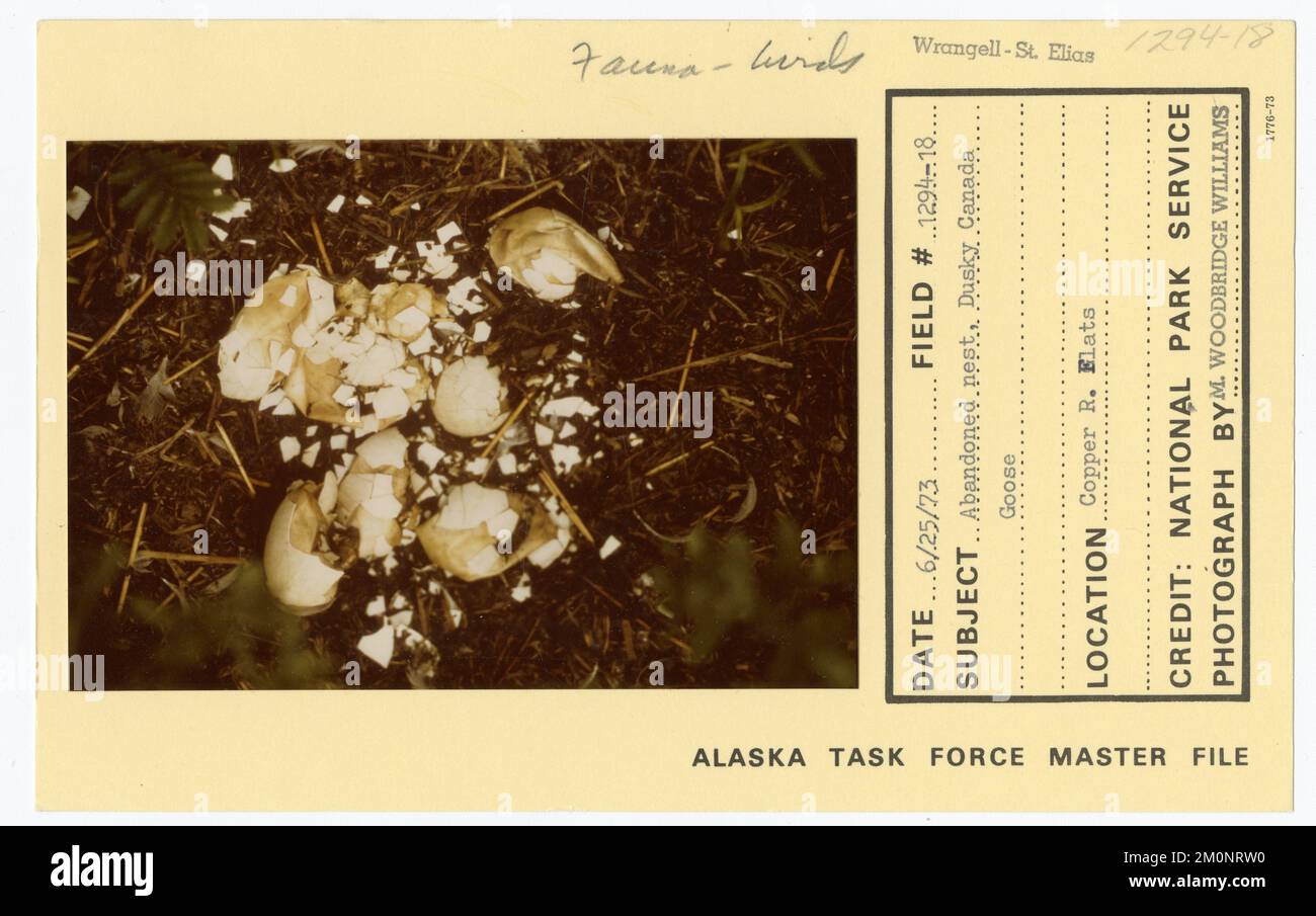 Abandoned nest, Dusky Canada Goose. Alaska Task Force Photographs Stock ... Abandoned nest, Dusky Canada Goose. Alaska Task Force Photographs Stock ...