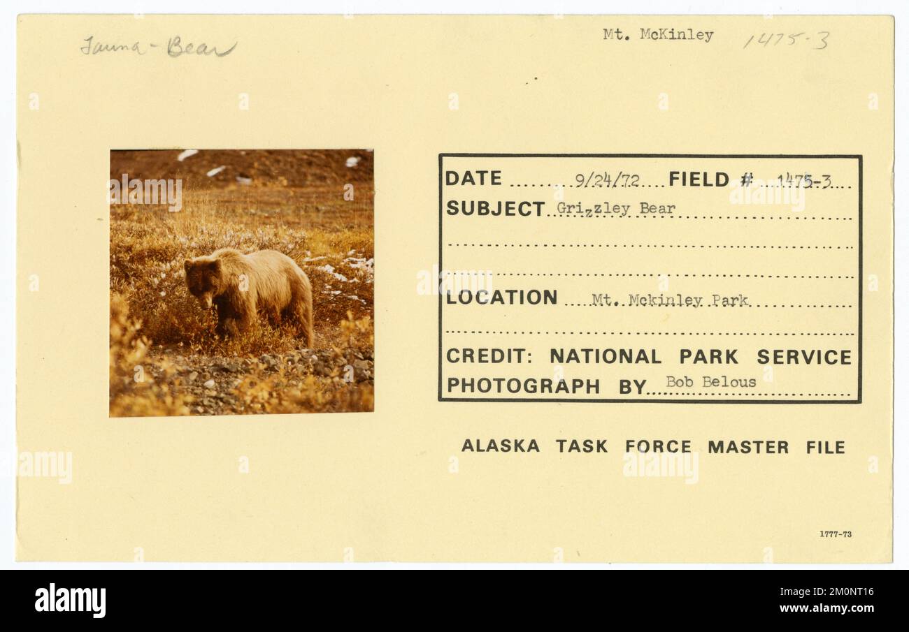 Mountain bear alaska Cut Out Stock Images & Pictures - Alamy