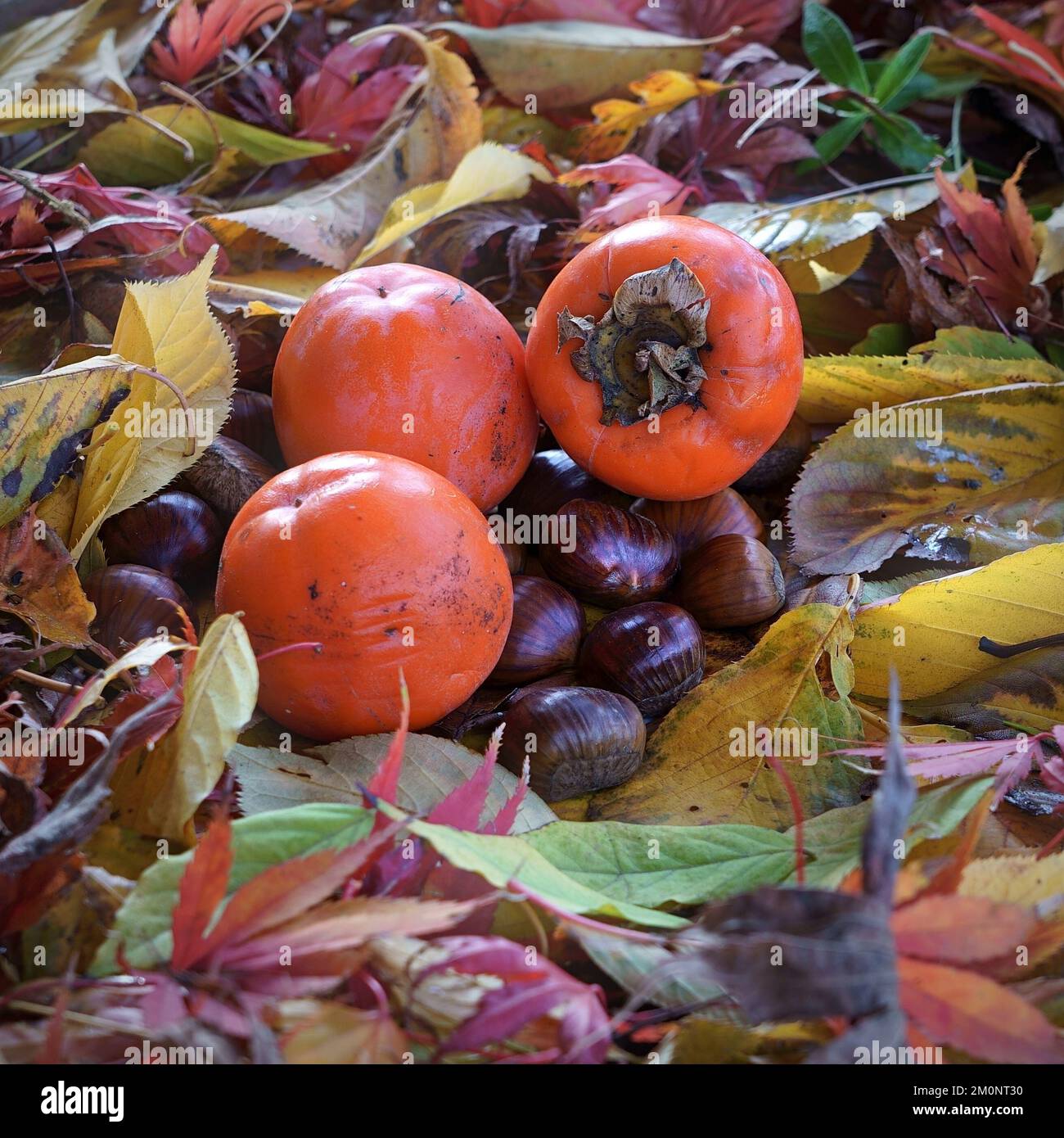 3 persimmon, chestnuts and leaves Stock Photo - Alamy