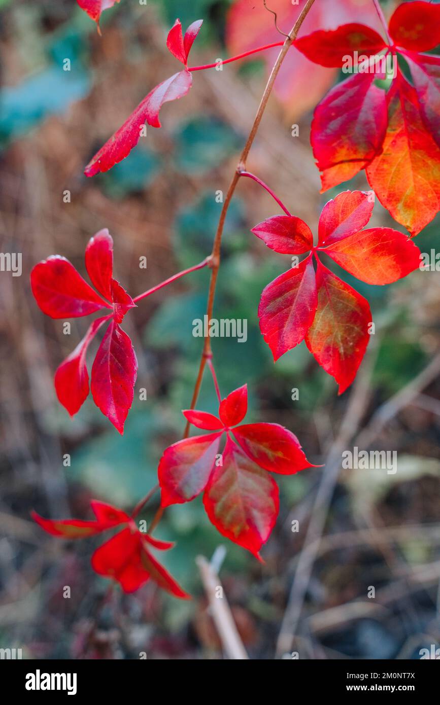 Ivy plant turning red hi-res stock photography and images - Alamy