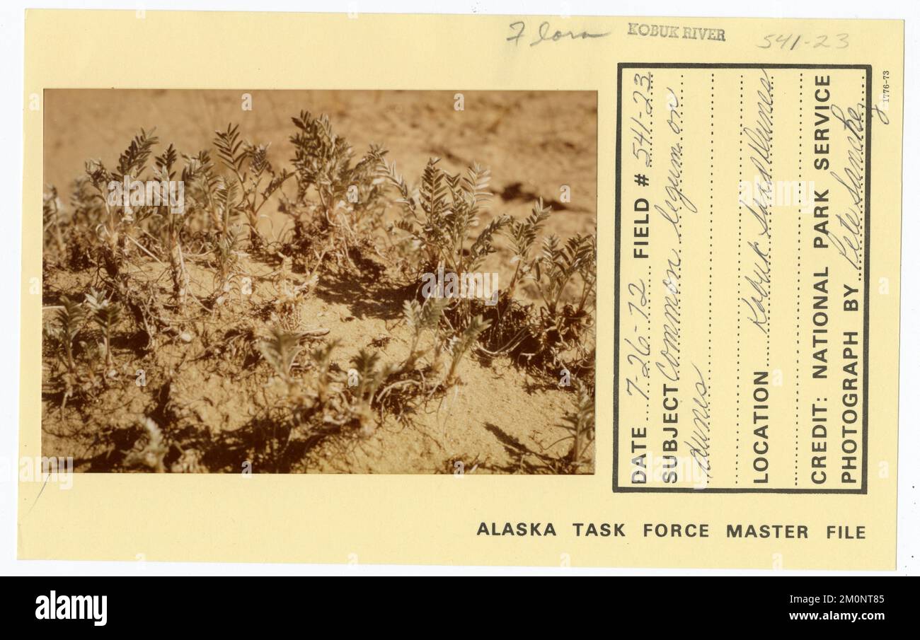 Common legum on dunes. Alaska Task Force Photographs Stock Photo - Alamy