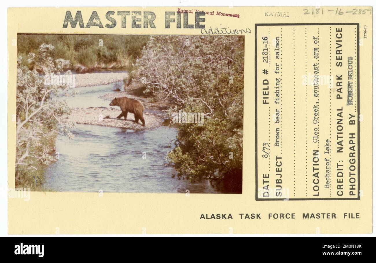 Brown bear fishing for salmon. Alaska Task Force Photographs Stock ...