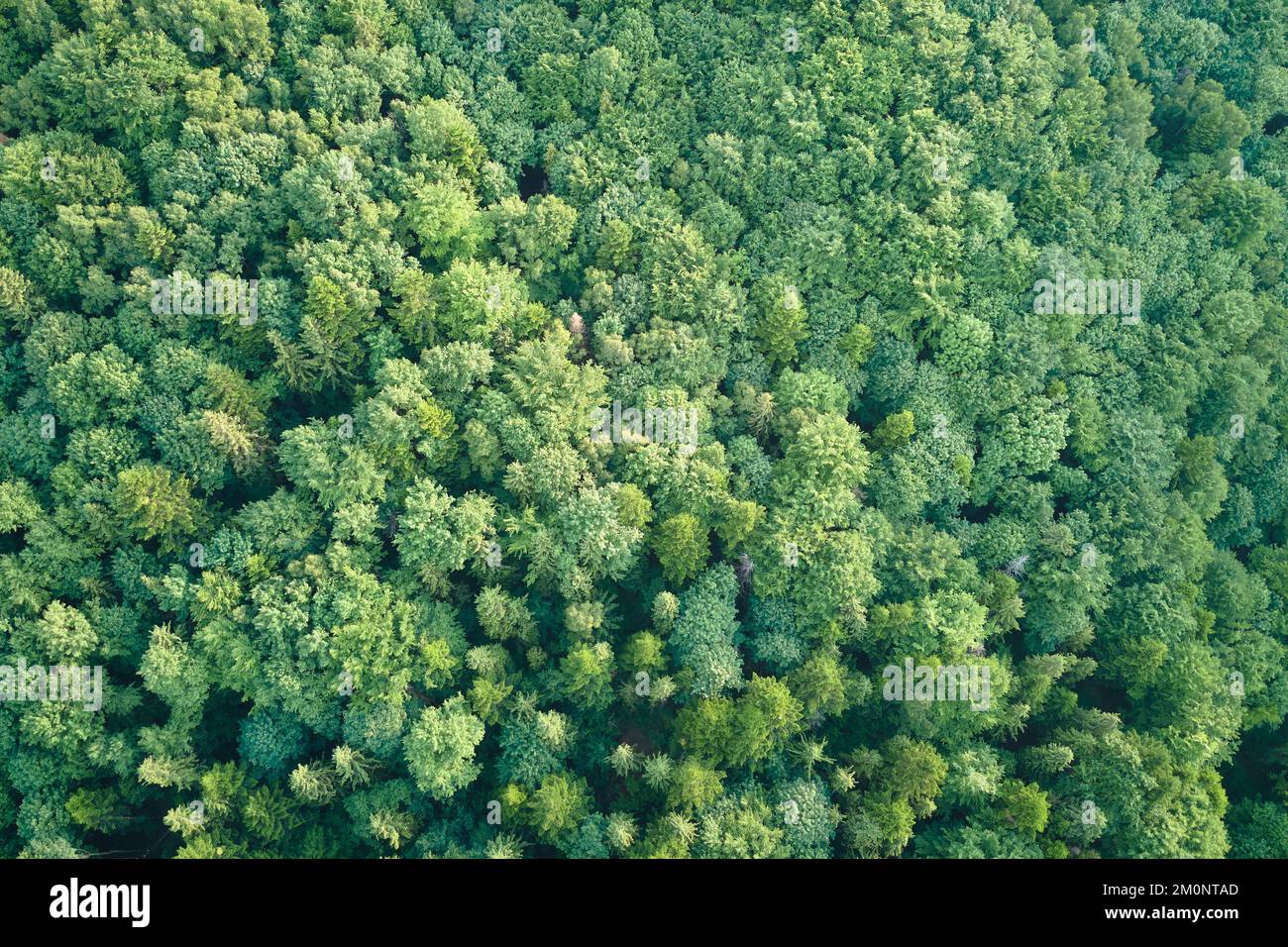 Top down flat aerial view of dark lush forest with green trees canopies ...
