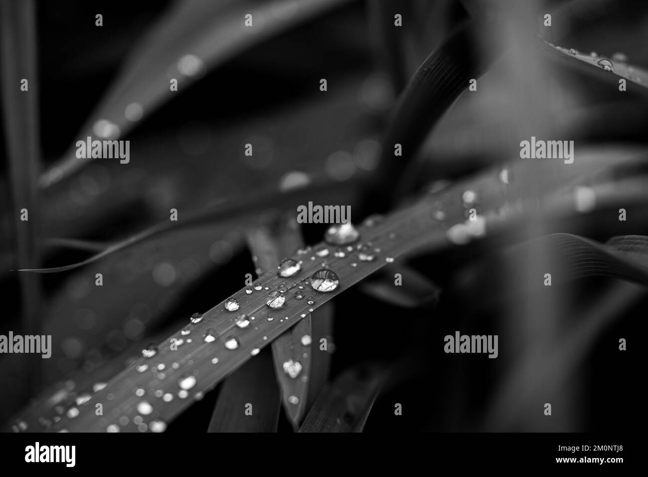 A beautiful grayscale background from plant leaves covered with morning ...
