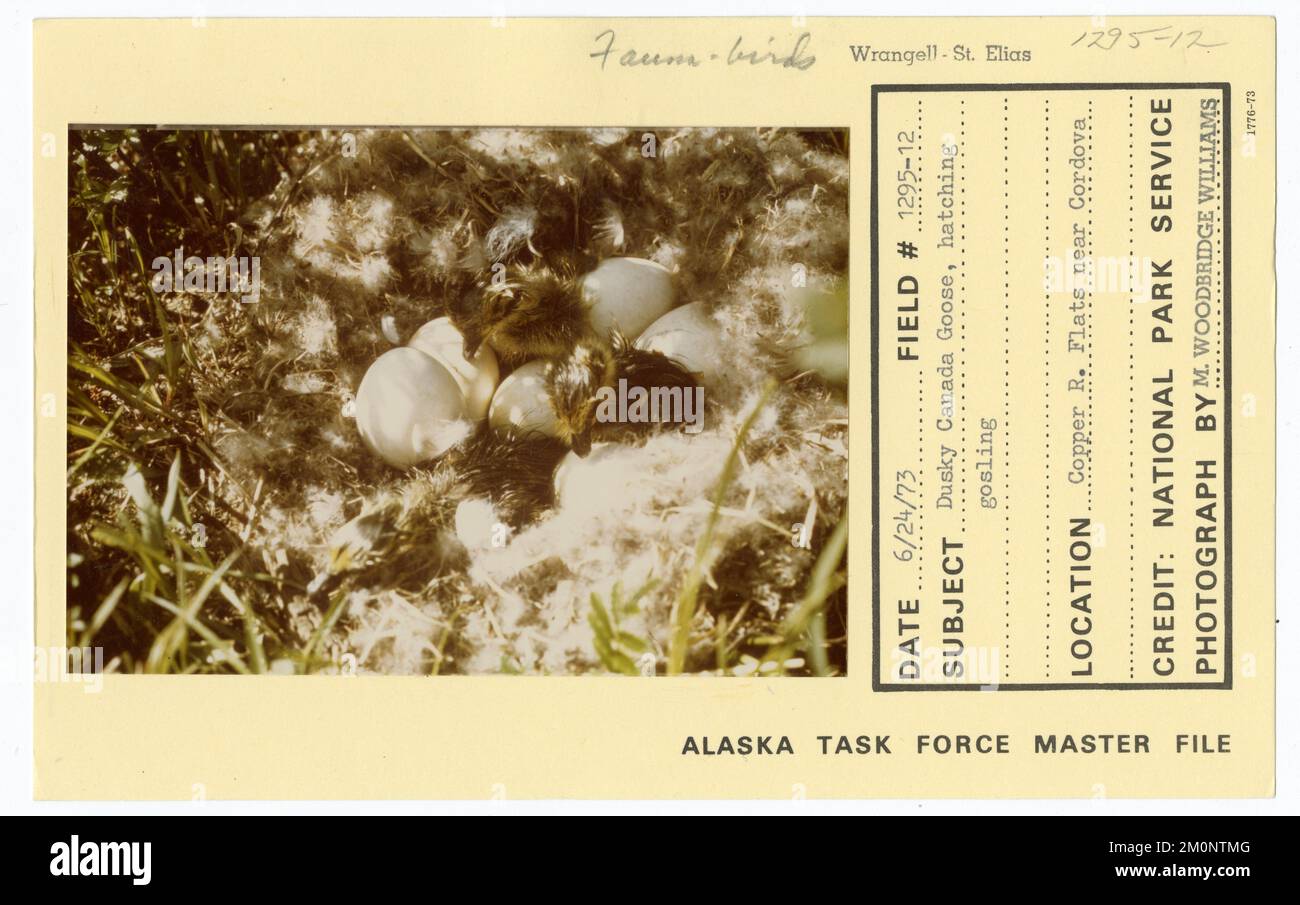 Dusky Canada Goose, hatching gosling. Alaska Task Force Photographs ...