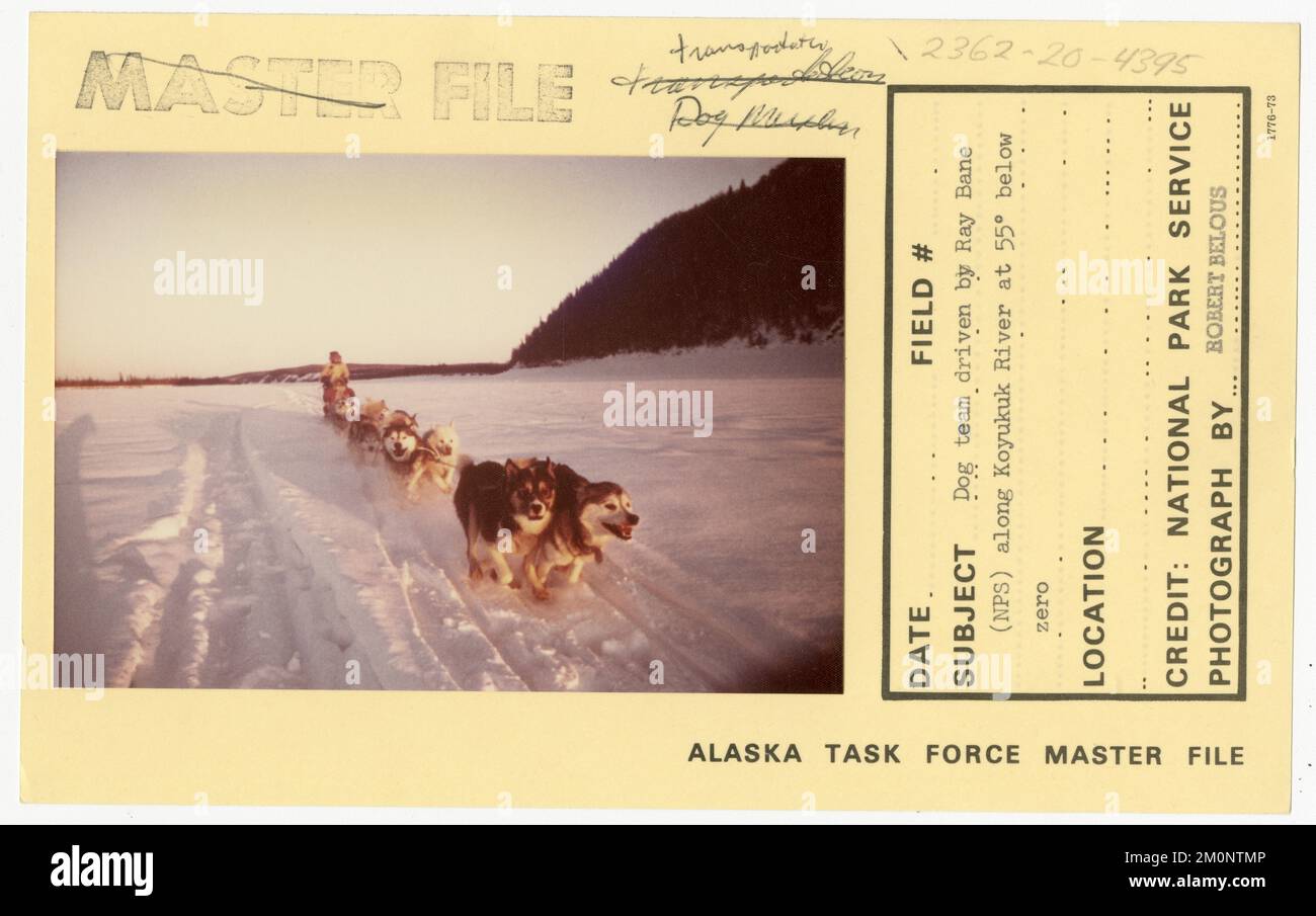 Dog team driven by Ray Bane (NPS) along Koyukuk River at 55 degrees ...