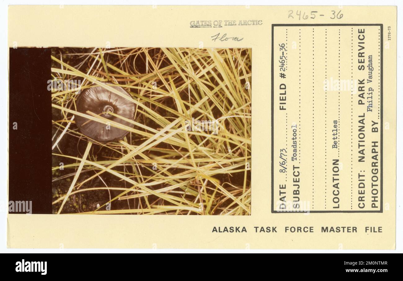 Ecology toadstool Cut Out Stock Images & Pictures - Alamy