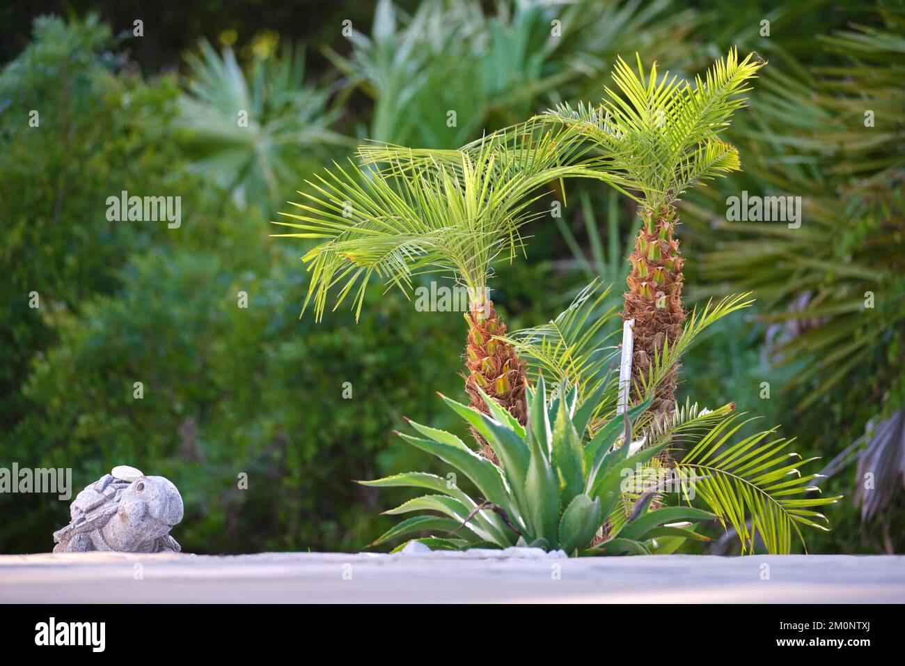 Young fresh coconut palm trees with bright green leaves groving in natural conditions outdoors ...