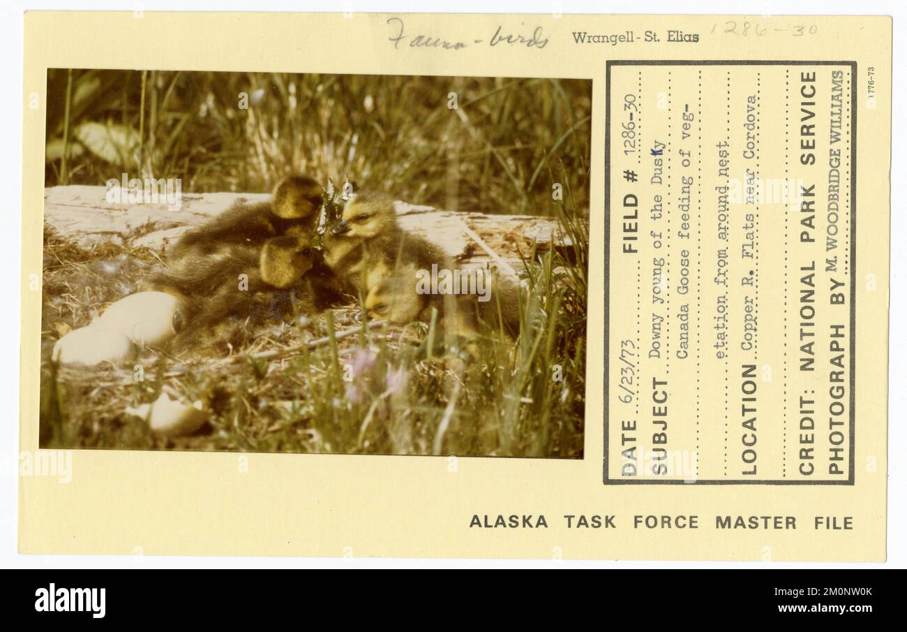 Downy young of the Dusky Canada Goose feeding of vegetation from around ...