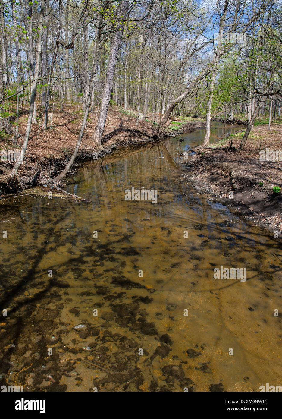 Grove forest hi-res stock photography and images - Alamy