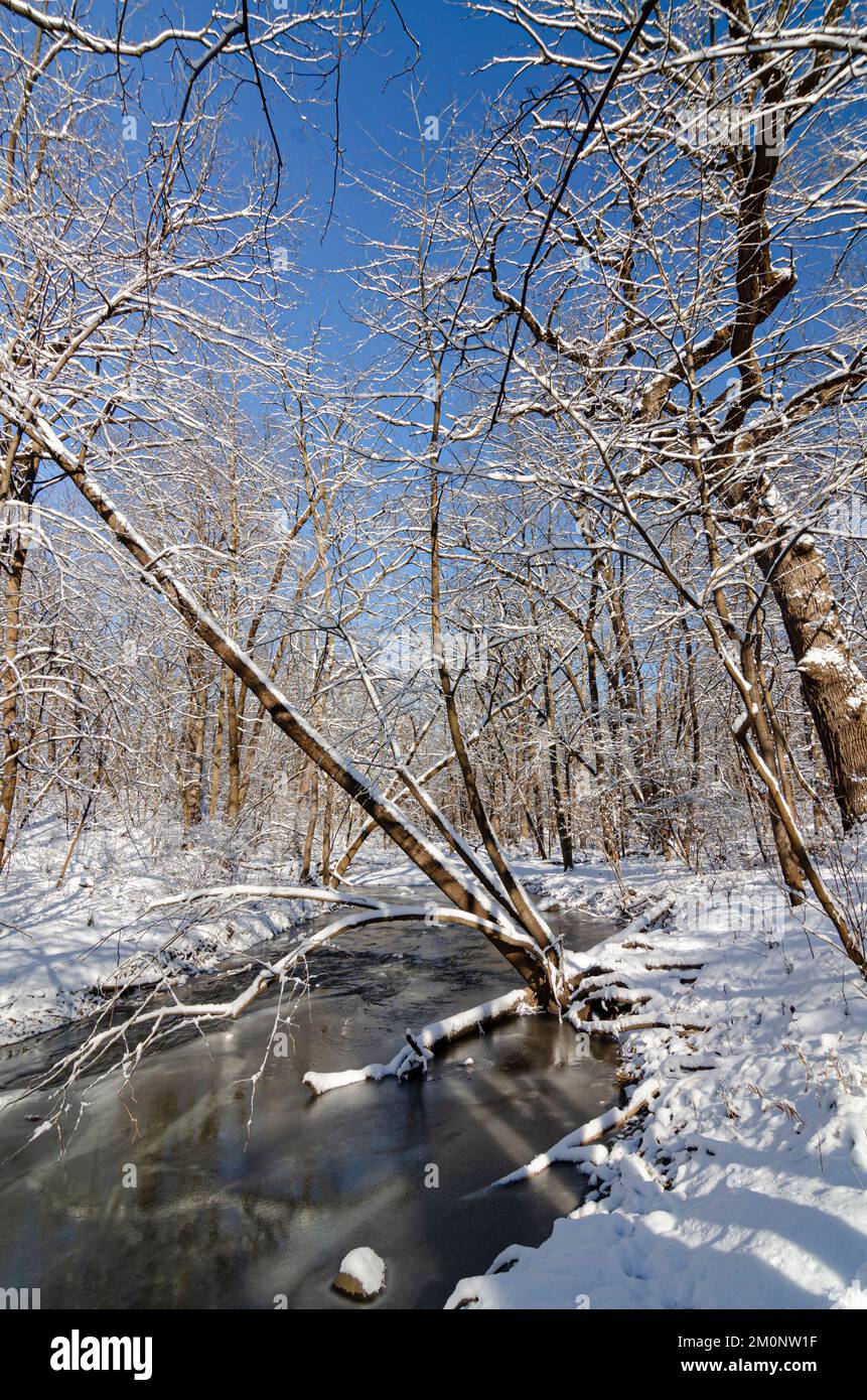 Hammel Creek flows into the DuPage River just downstream from this spot ...