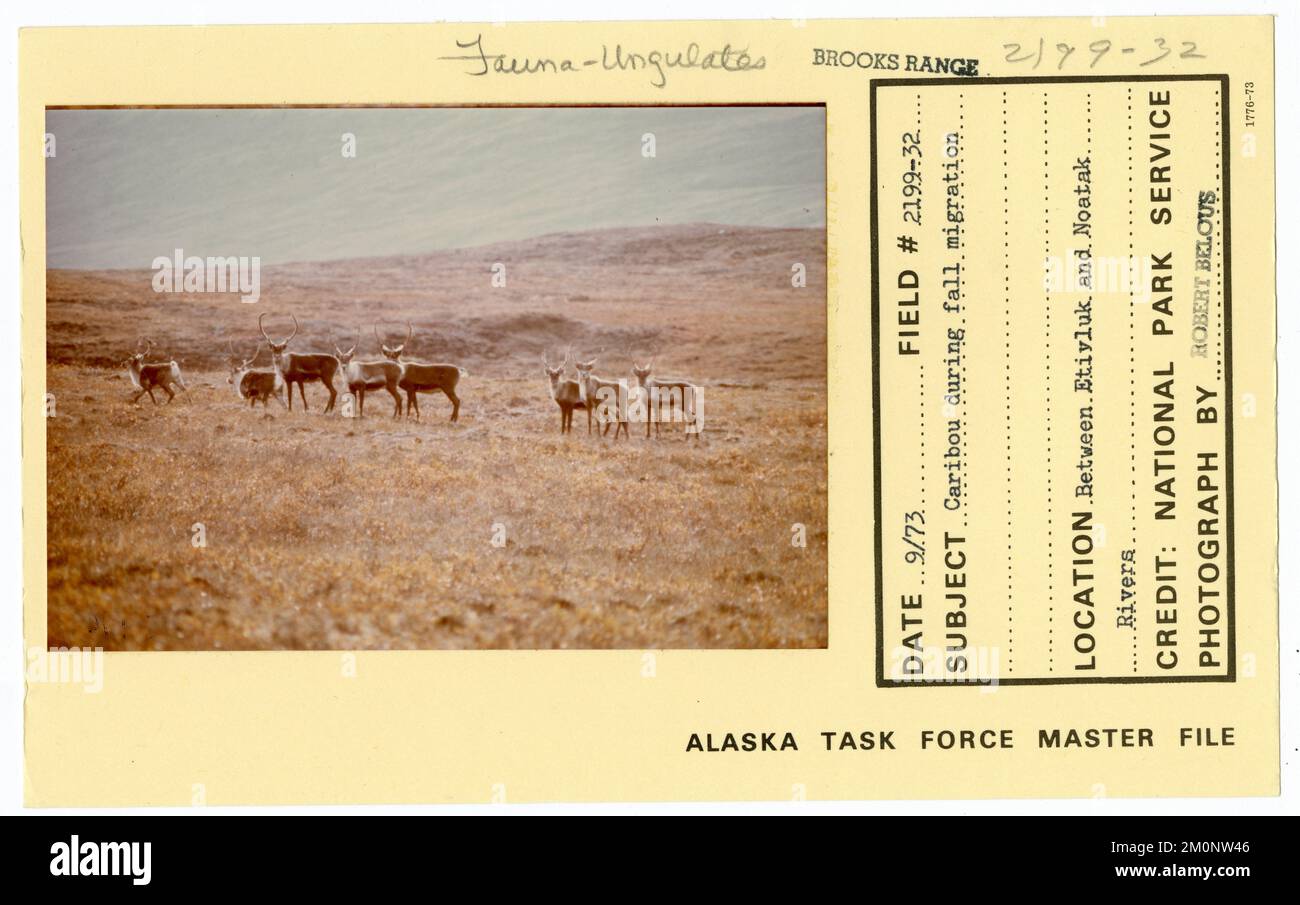 Caribou during fall migration. Alaska Task Force Photographs Stock ...