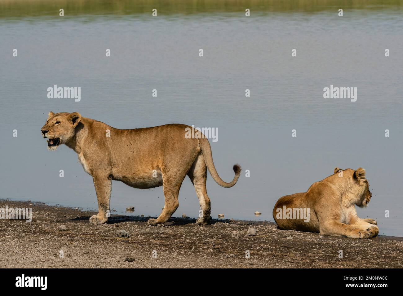 Two lionesses serengeti national park hi-res stock photography and ...