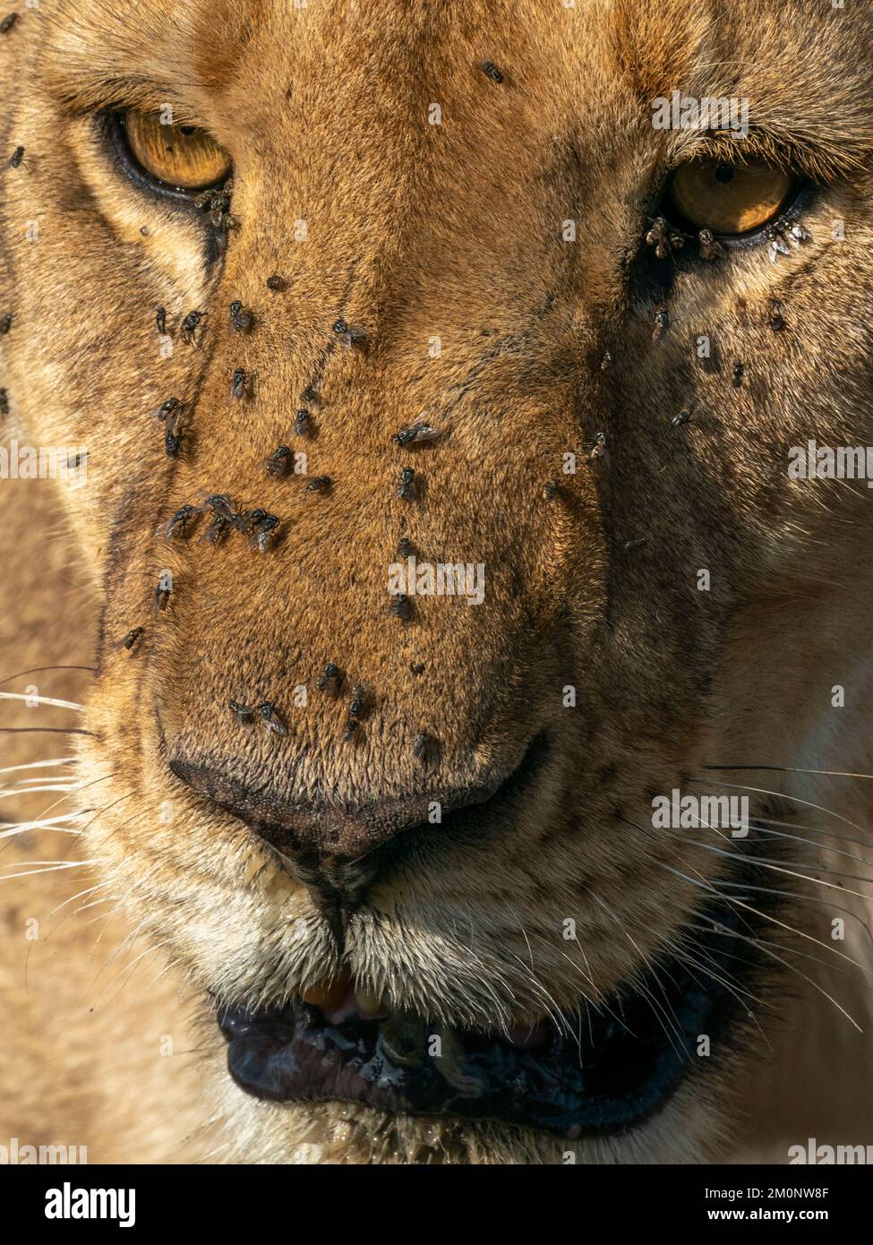 Flies and tick on a lioness (Panthera leo), Ndutu Conservation Area ...