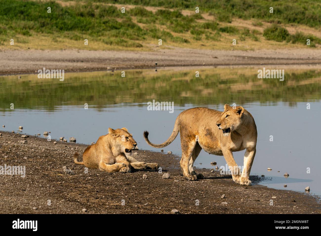 Two lionesses (Panthera leo) resting on a beach, Ndutu Conservation ...