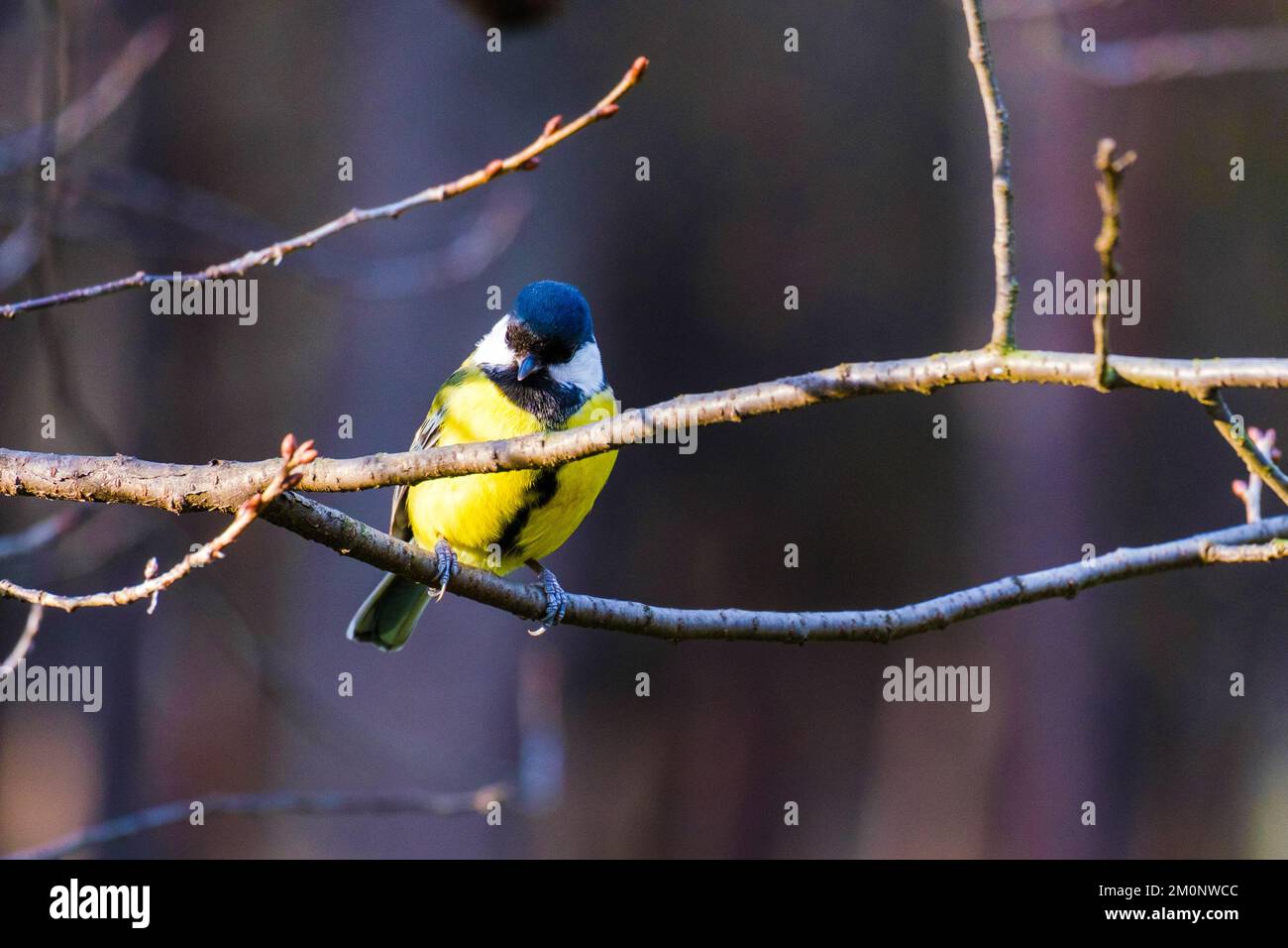 Titmouse bird, small wildlife birds, at park Stock Photo - Alamy