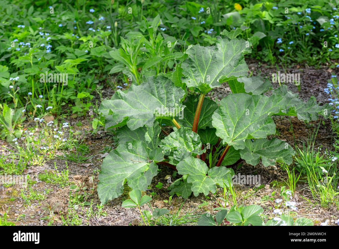 Small green bush of rhubarb at their summer cottage Stock Photo - Alamy