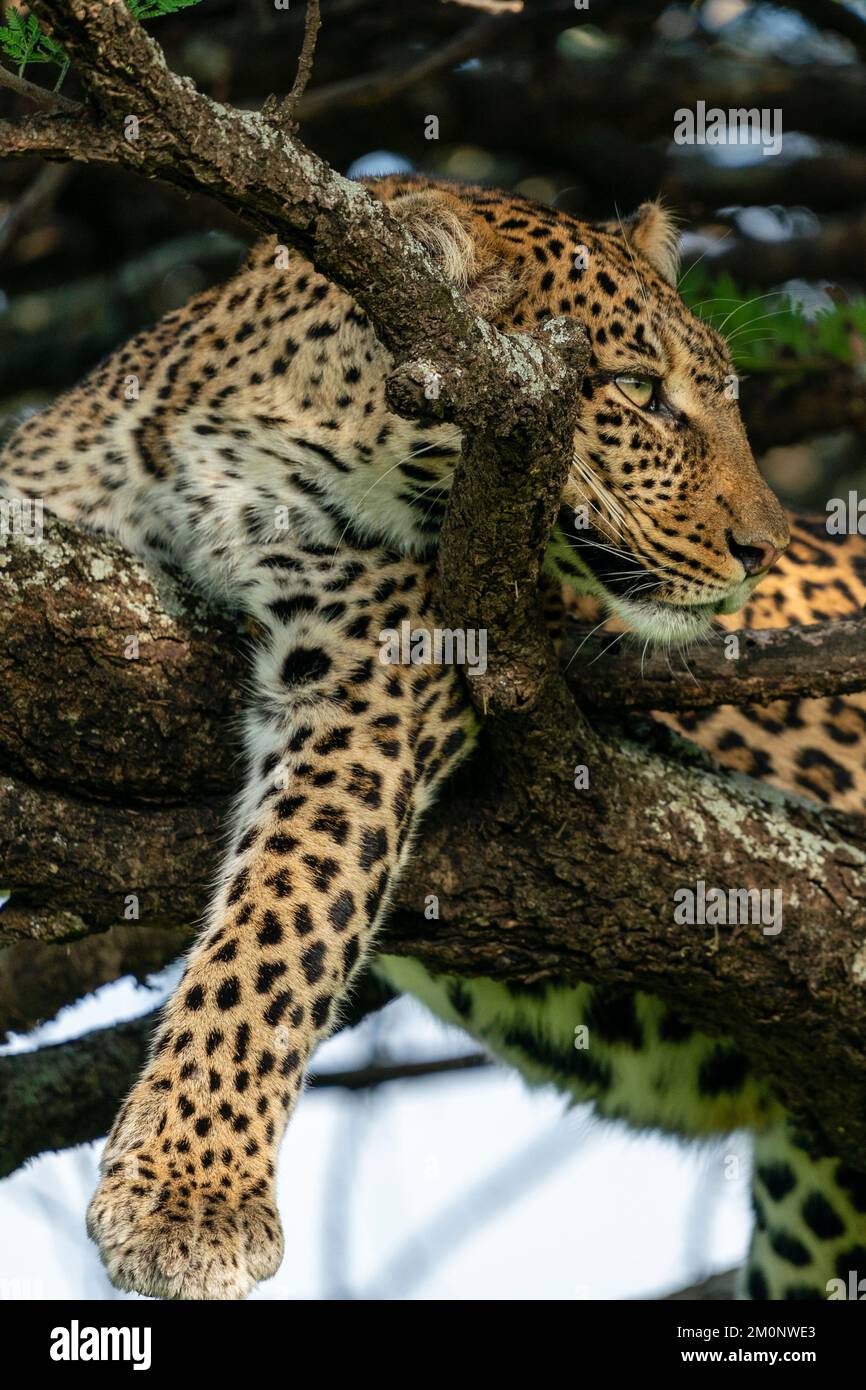 Leopard panthera pardus resting in tree in serengeti national park hi ...