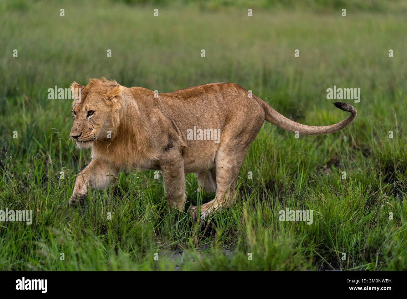 Lion (Panthera leo) walking in the mud, Ndutu Conservation Area ...