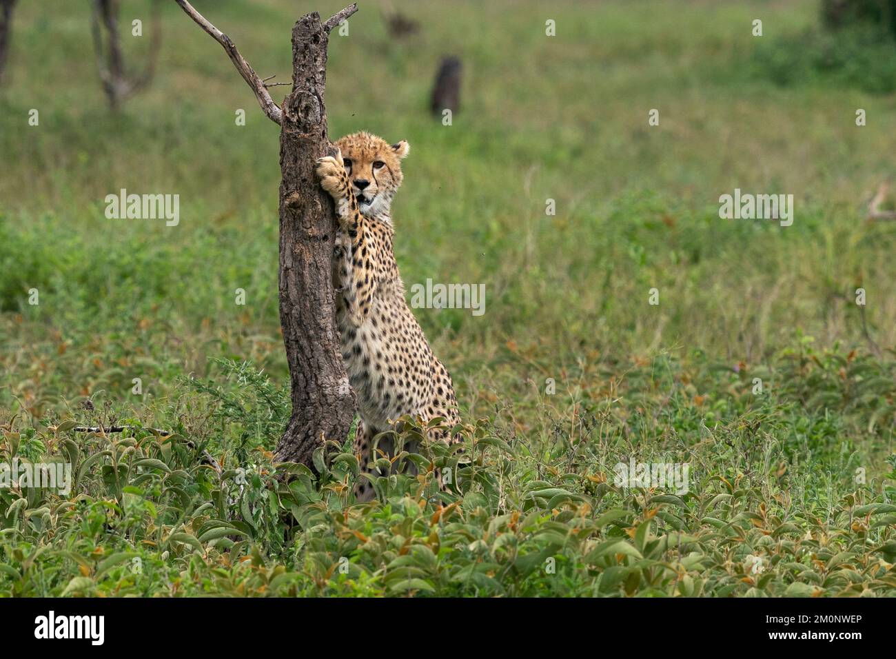 Cheetah (Acinonyx jubatus) scratching a tree trunk, Ndutu Conservation ...