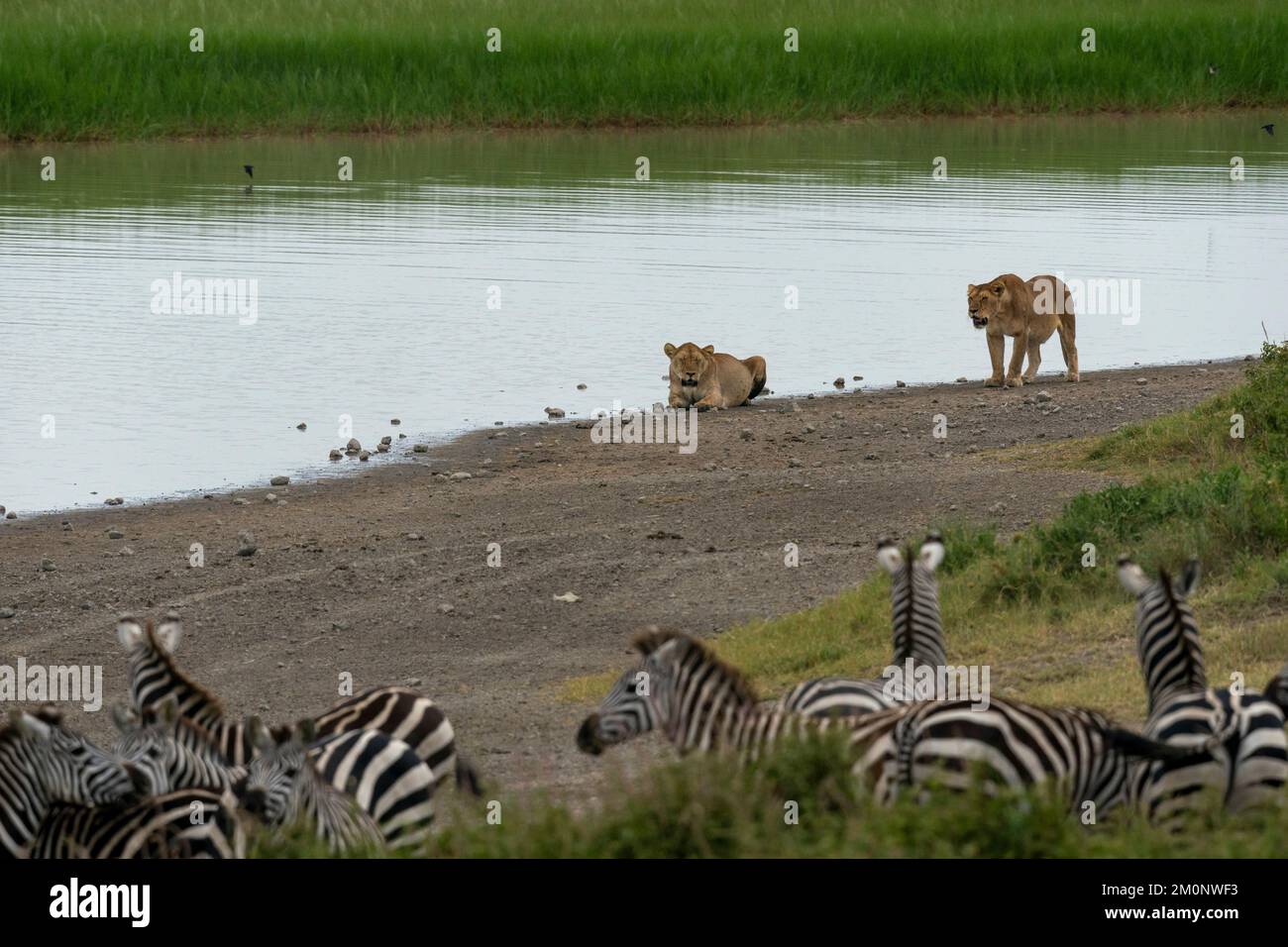 Two lioness (Panthera leo) watching a common zebras (Equus quagga ...