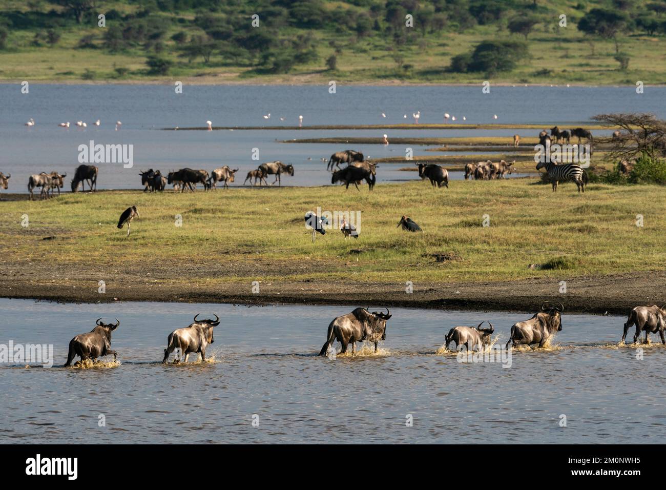 Blue wildebeest (Connochaetes taurinus) crossing the lake Ndutu, Ndutu ...