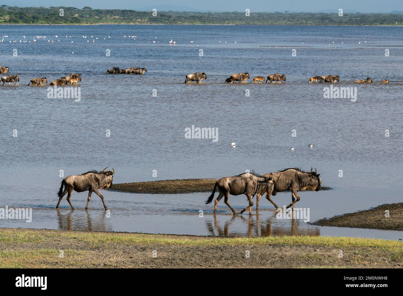 Blue wildebeest (Connochaetes taurinus) crossing the lake Ndutu, Ndutu ...