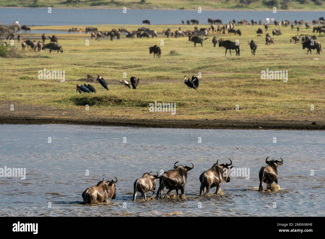 Blue wildebeest (Connochaetes taurinus) crossing the lake Ndutu, Ndutu ...