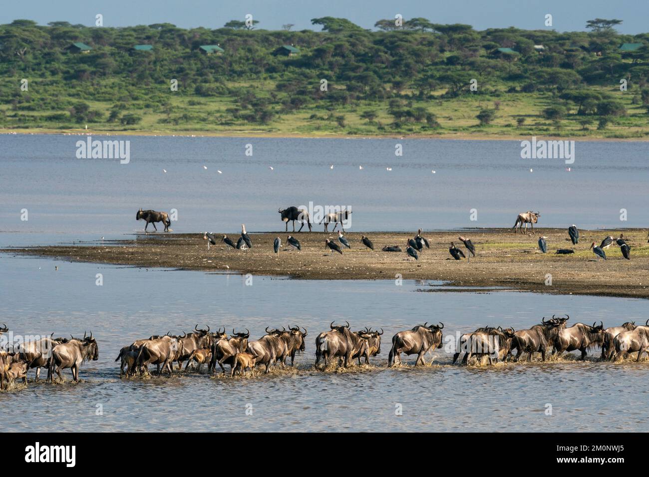 Blue wildebeest (Connochaetes taurinus) crossing the lake Ndutu, Ndutu ...