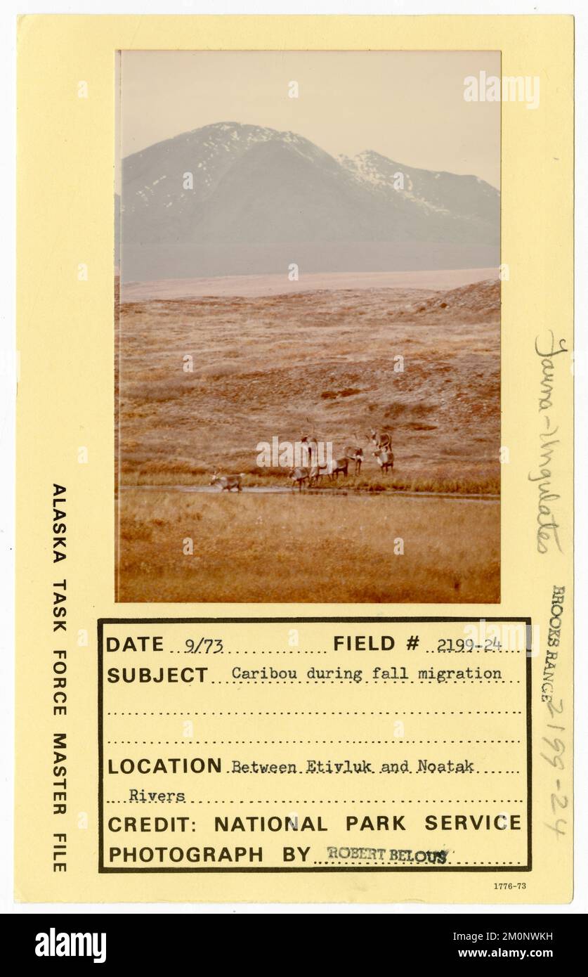 Caribou during fall migration. Alaska Task Force Photographs Stock ...
