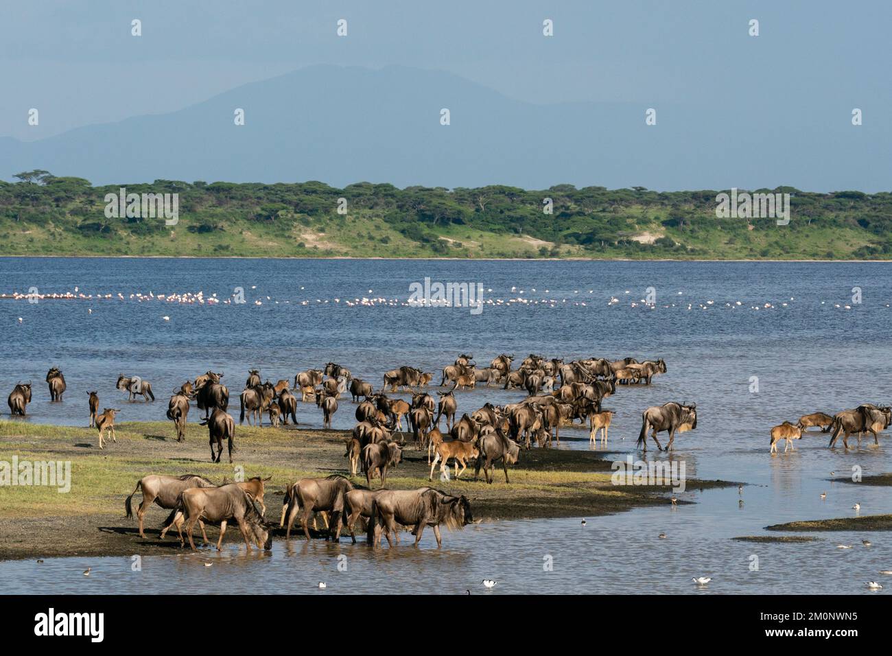 Blue wildebeest (Connochaetes taurinus) crossing the lake Ndutu, Ndutu ...