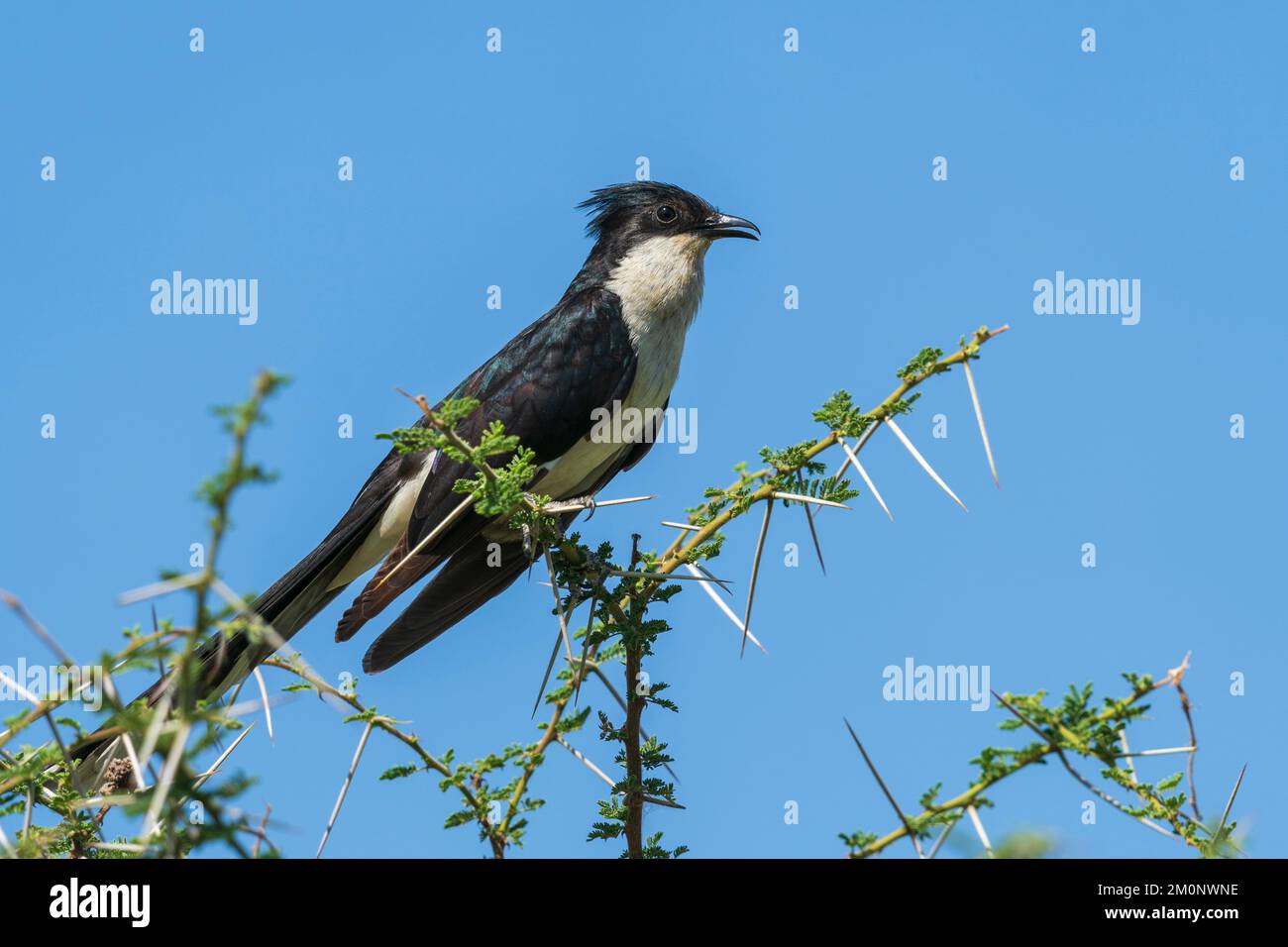 Pied cuckoo (Clamator jacobinus) perching on acacia tree, Lake Manyara ...