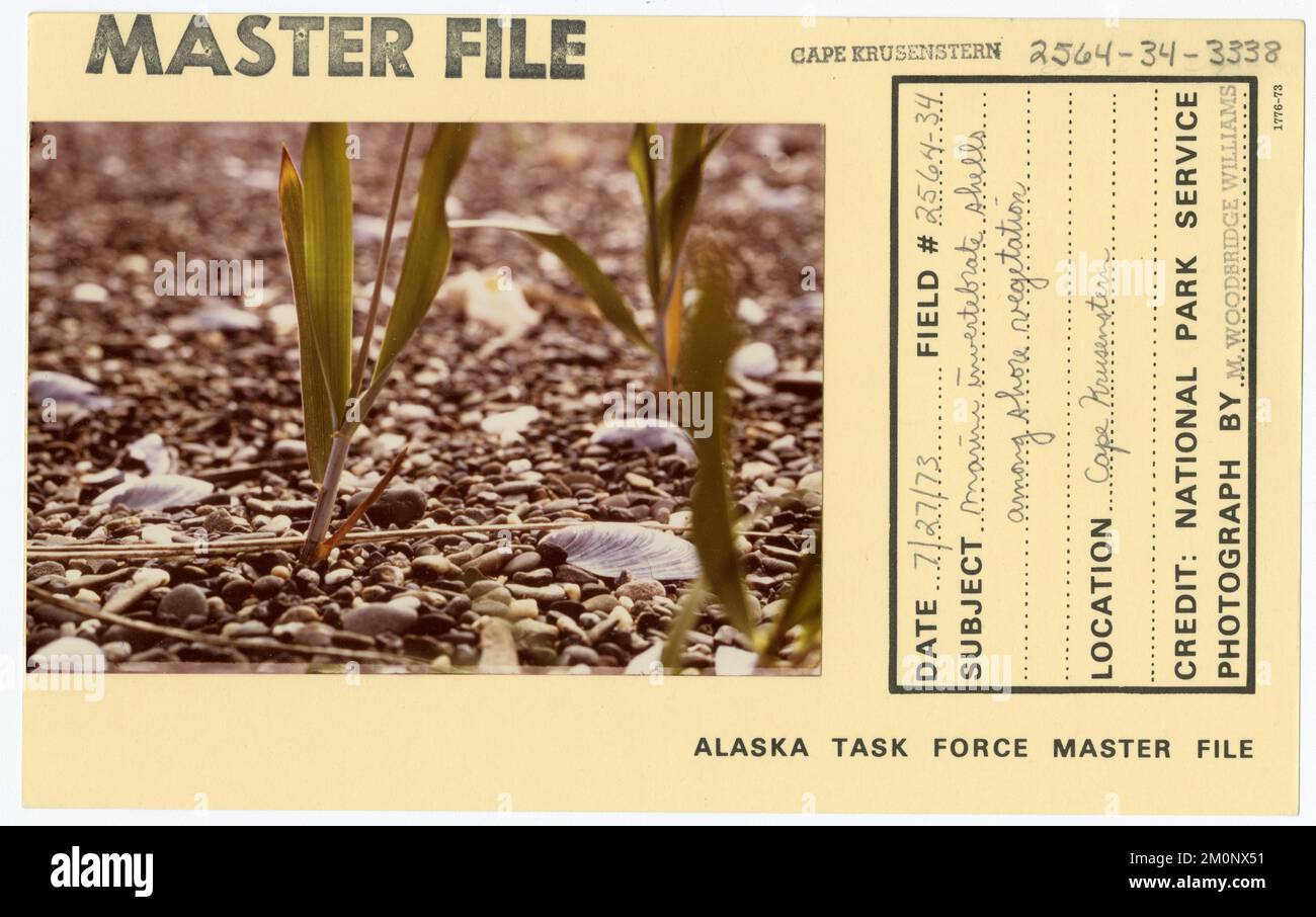 Marine invertebrate shells, among shore vegetation. Alaska Task Force ...