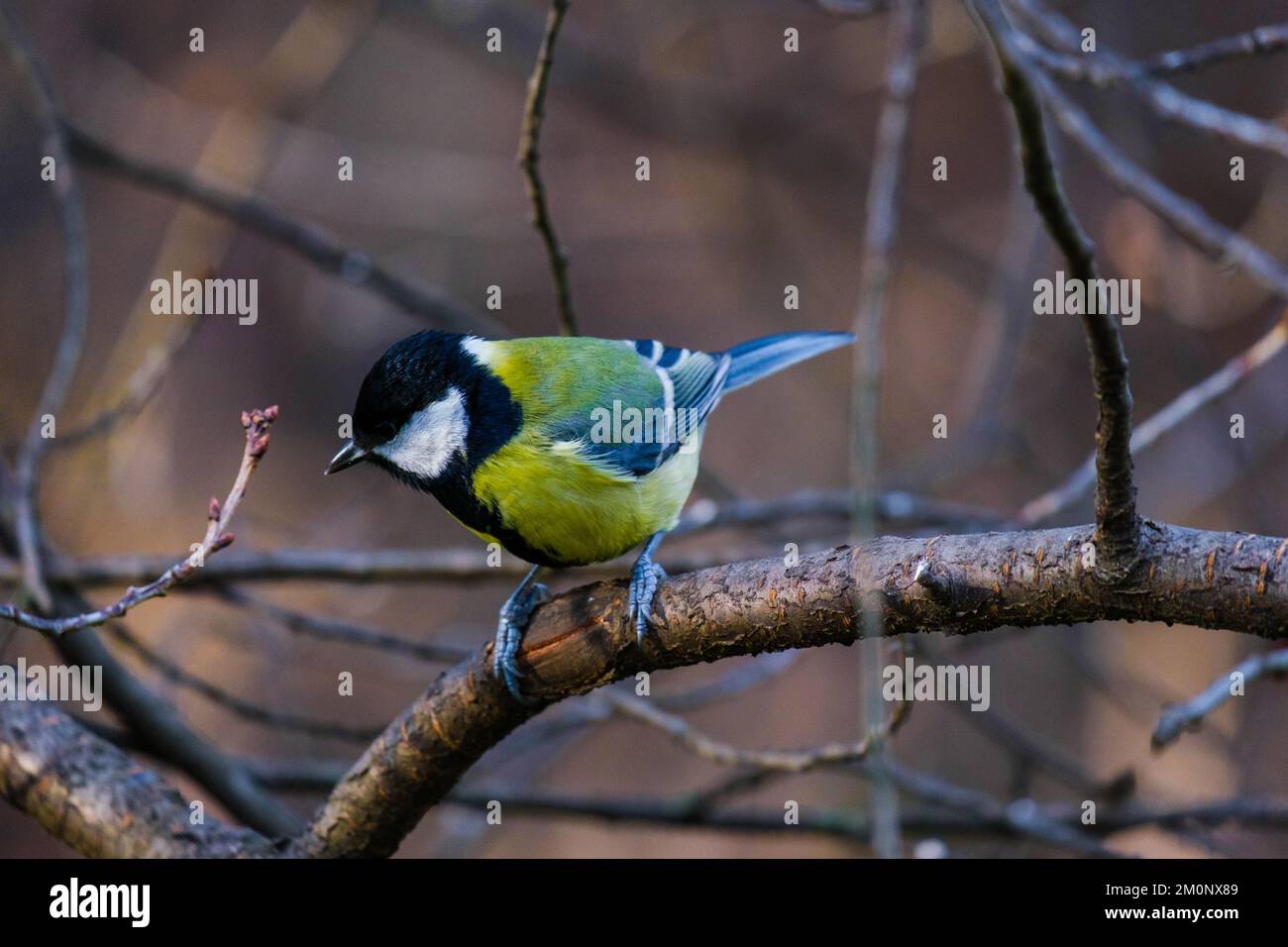 Titmouse bird, small wildlife birds, at park Stock Photo - Alamy